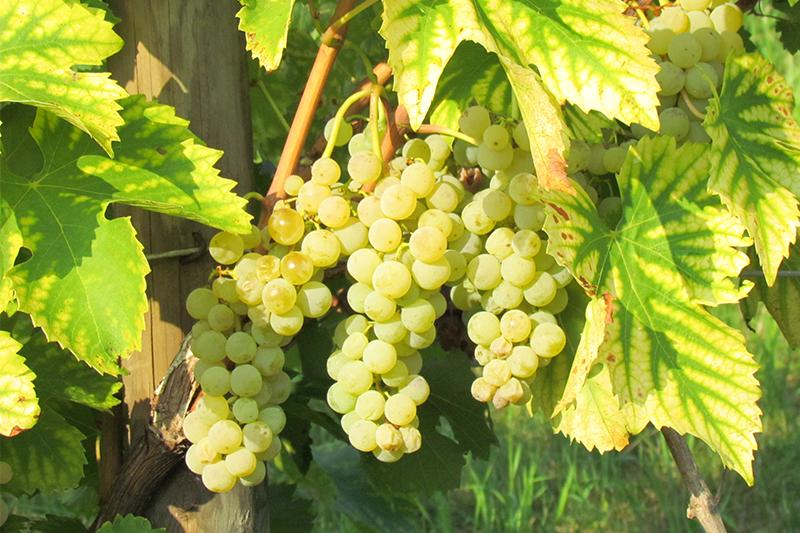 ヴィナーエ | エノテカ - ワイン通販